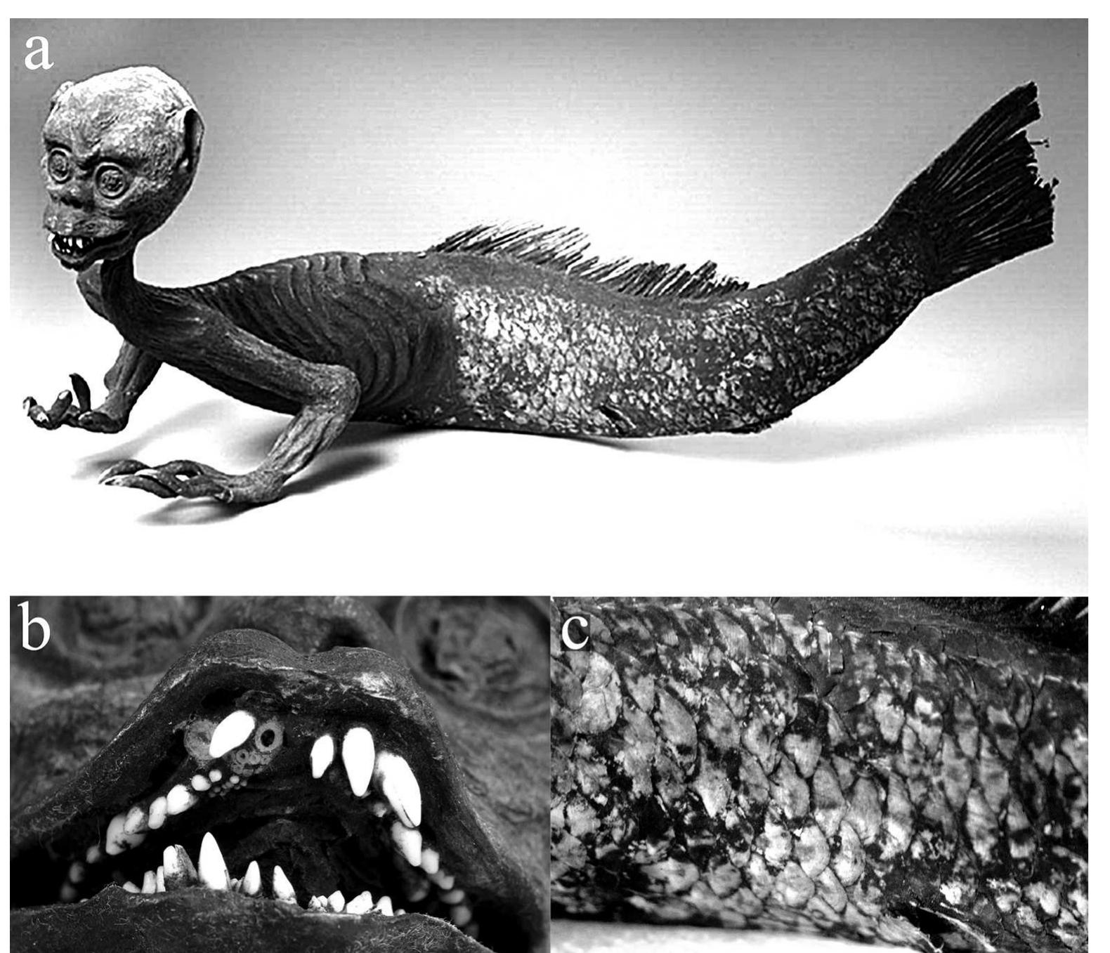 The “fapanese monkey-fish’ in the collections of the