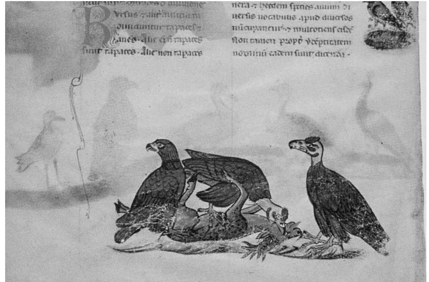 dead adult male specimen of roe deer being devoured by a