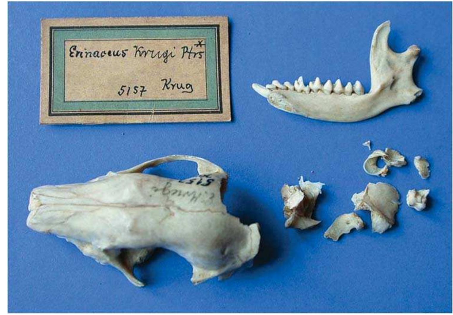Skull and mandible of the puerto rican specimen of north