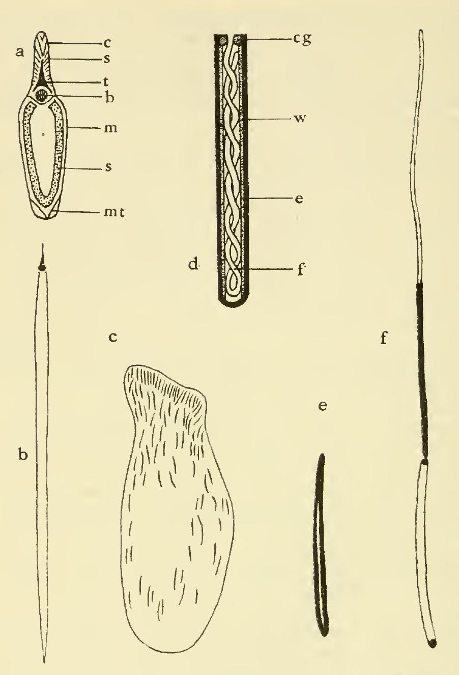 , a, a schematie drawing of the trichoeyst of paramecium