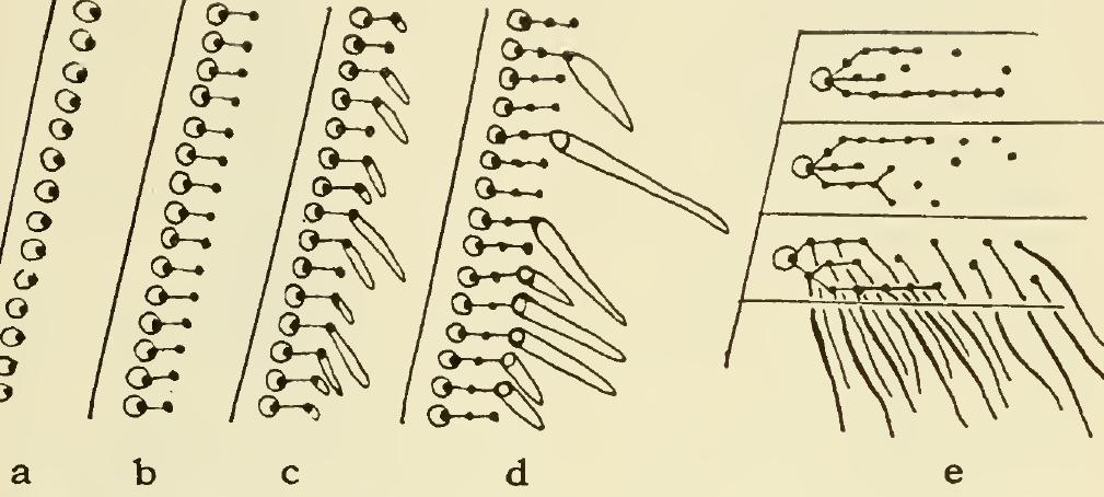 , 23. diagrams showing the formation of trichocysts in