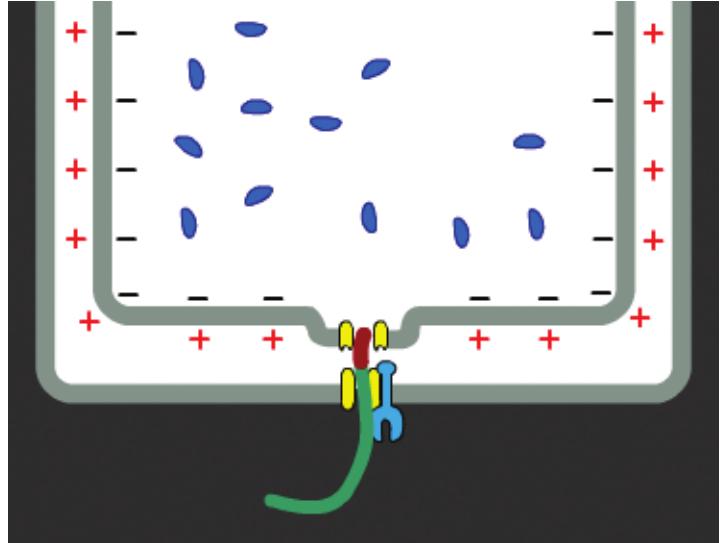 Electron microscopy: daniel s. friend once inside, an