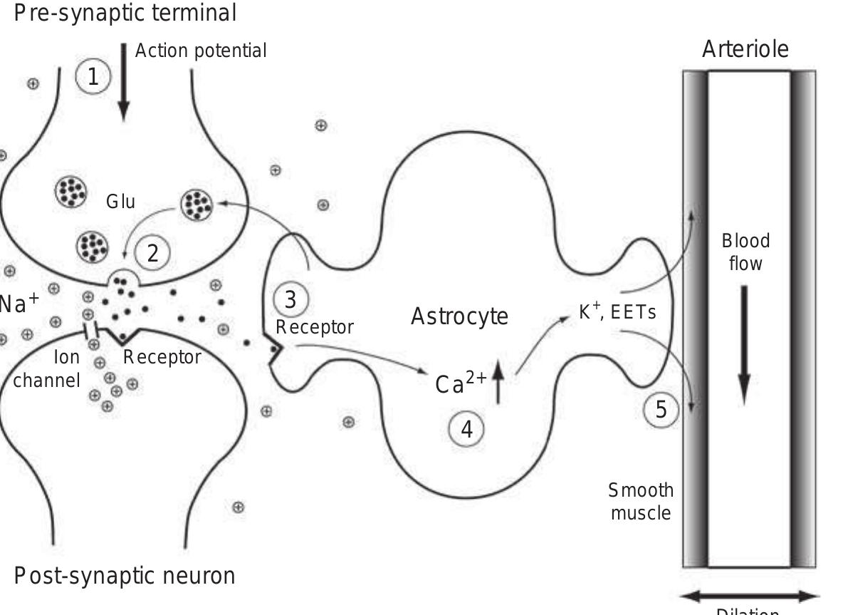 3. astrocyte signaling to the blood vessels. arrival of an