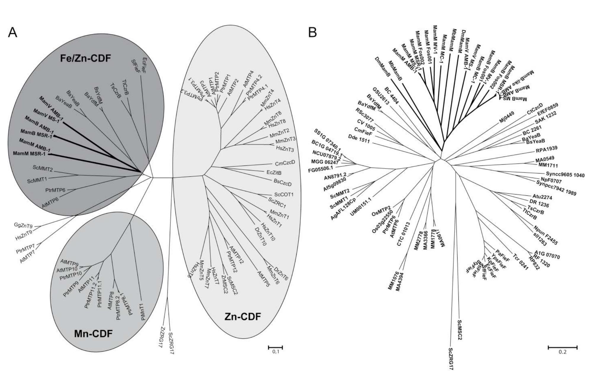 Figure 8 - from 2011 Mam B Mam M Uebe Schuler Mol Micropdf