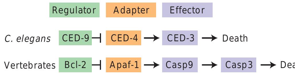 Apoptotis pathway in c. elegans and vertebrates. three