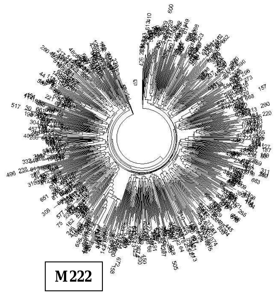(PDF) Origins of the Irish, Scottish, Welsh and English R1b-M222 population