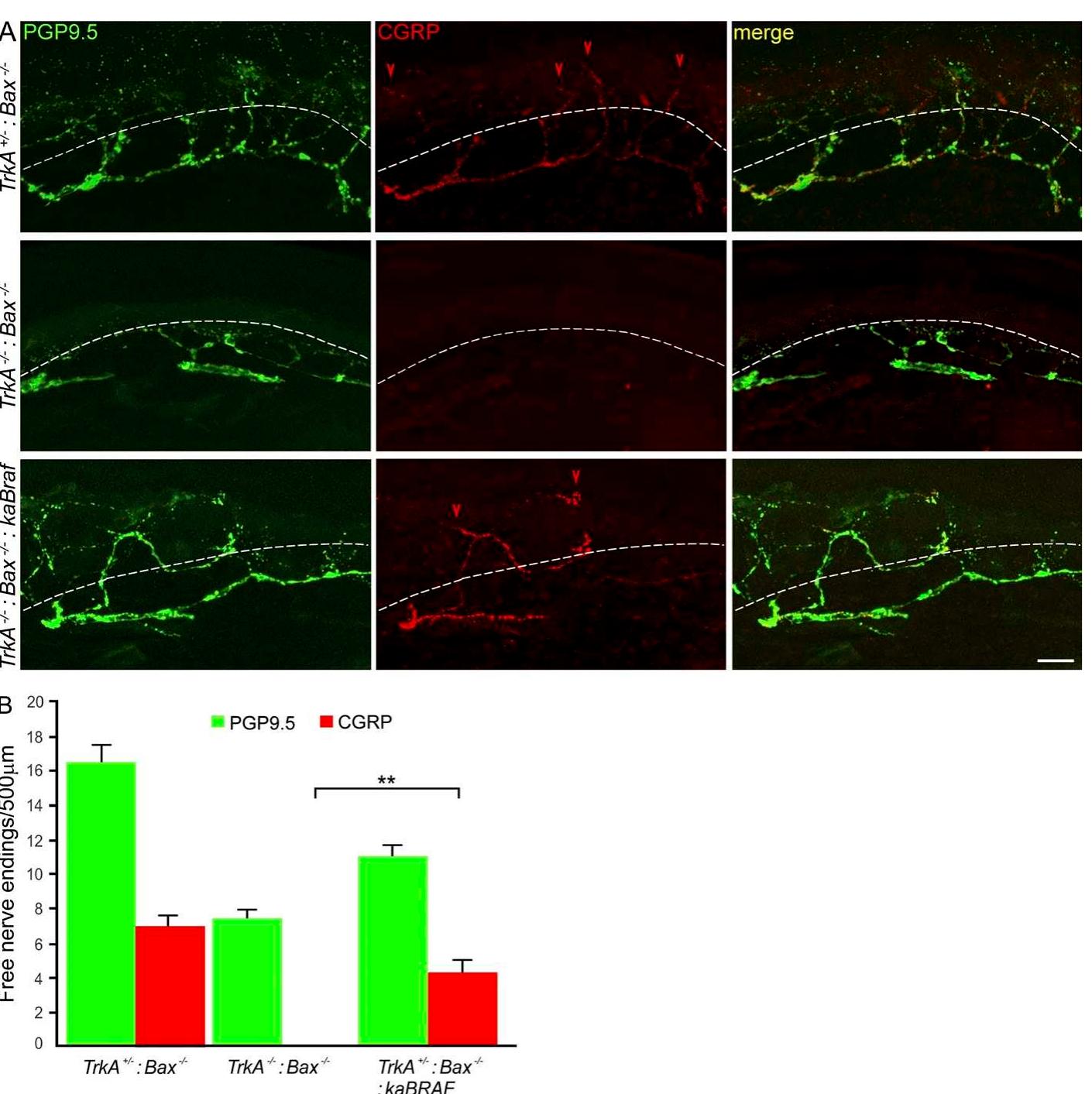 The drg and spinal cord at e12.5 (fig. 1 g). at e13.5, the