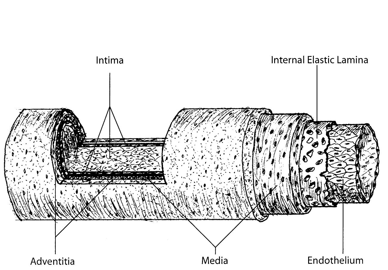 Figure 9 - from Bone structure