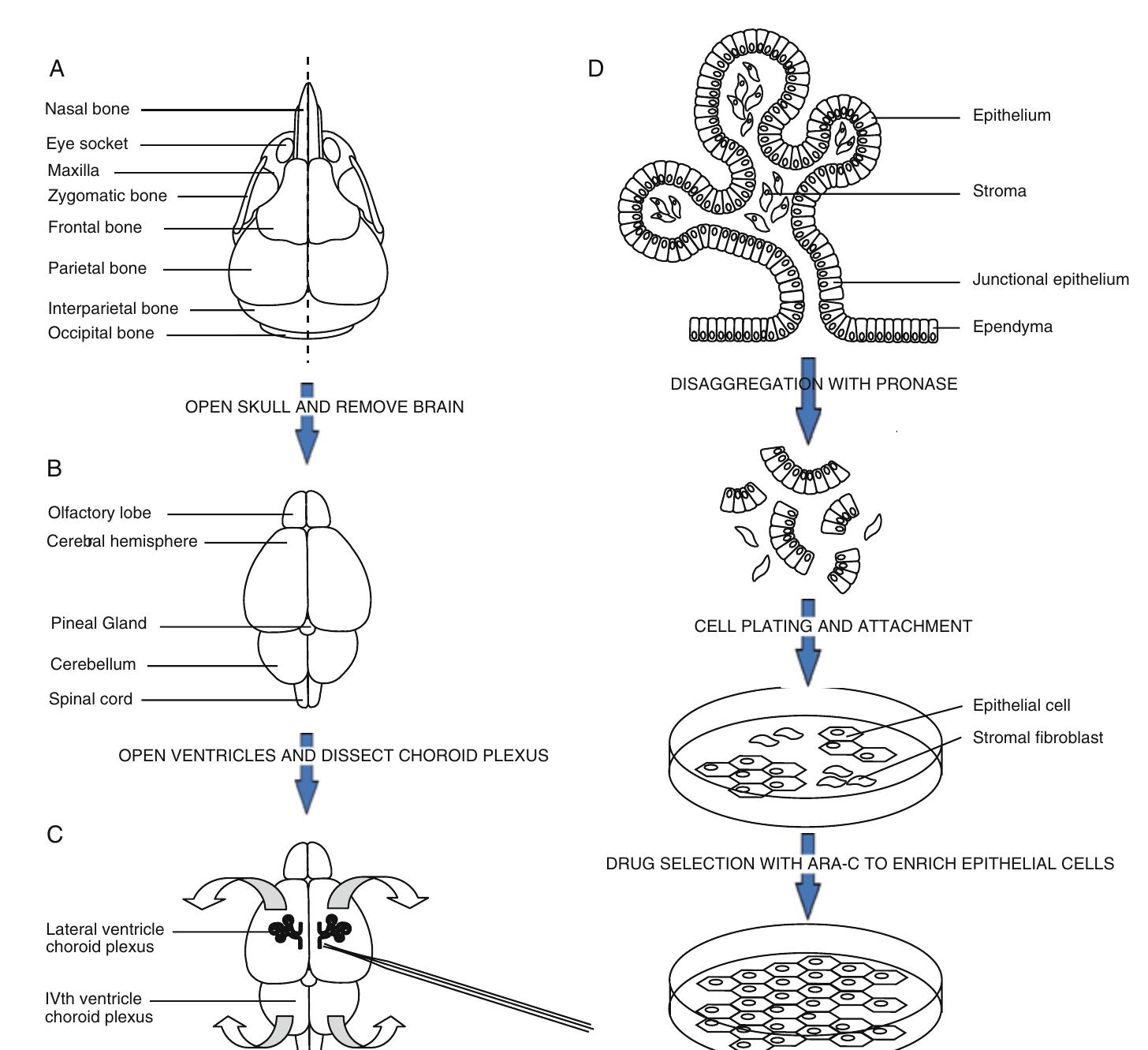 1. mouse choroid plexus dissection method. (a) dorsal view