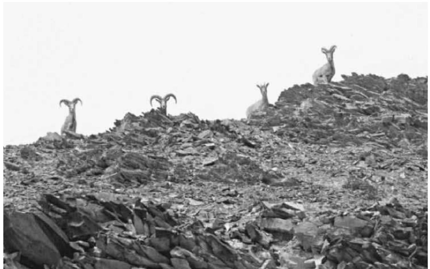 a herd of ladakh urial in the western part of ladakh.
