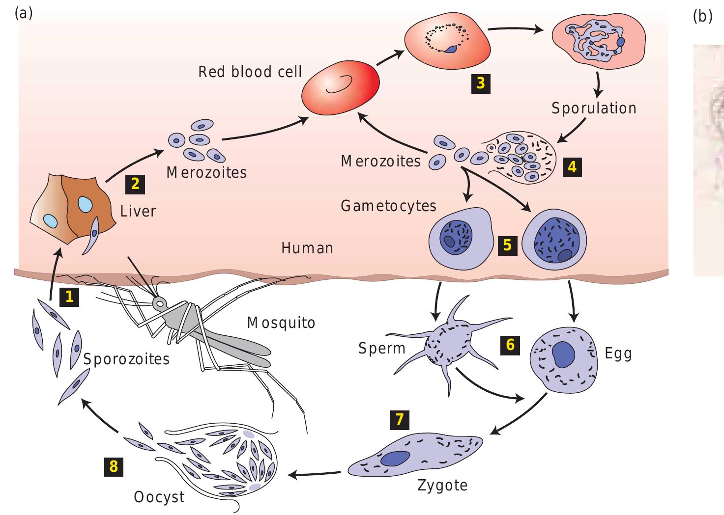 Figure 9 - from life begins with cell