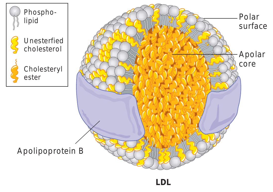 A figure 18-12 model of low-density lipoprotein (ldl). this