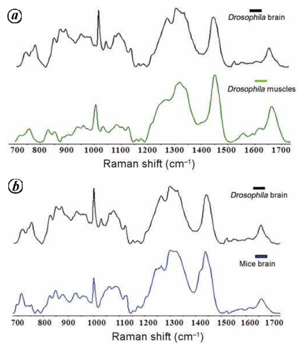 Raman spectra of (a) drosophila brain and drosophila