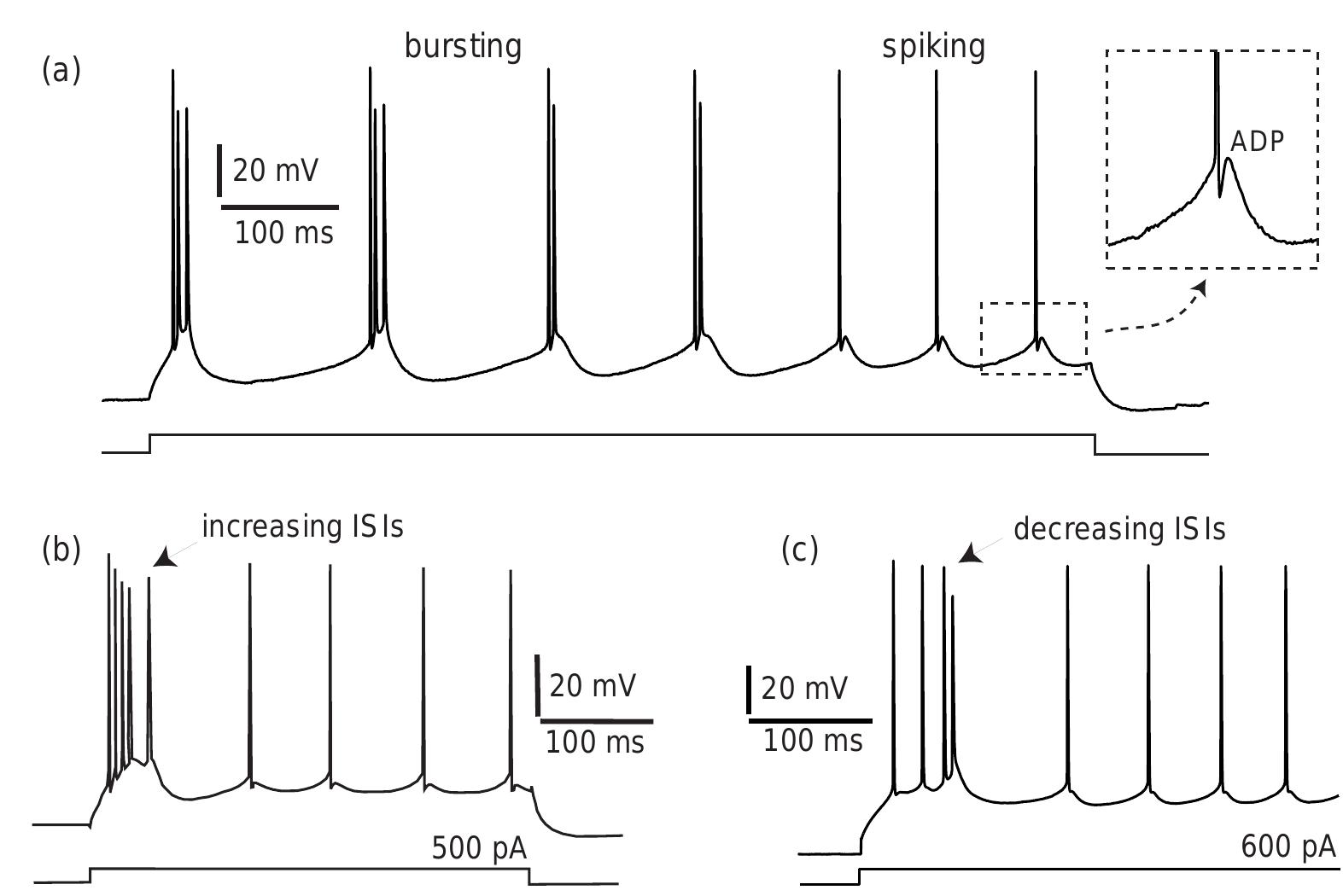 18: (a) bursting and spiking in an ib neuron (layer 5 of