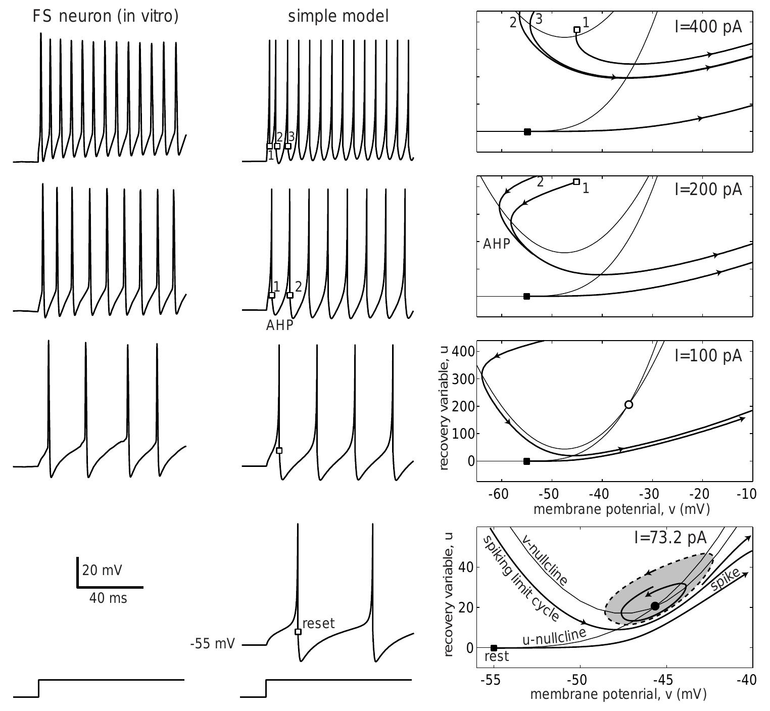27: comparison of in vitro recordings of a fast spiking (fs)