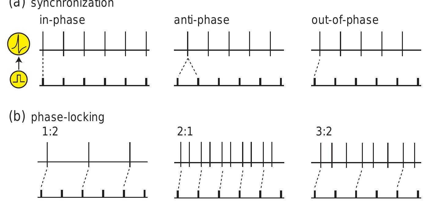 12 Examples Of Fundamental Types Of Synchronization Of 4674