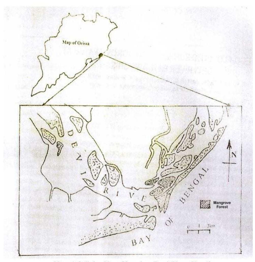 Figure 1 - from BIODIVERSITY AND CONSERVATION OF MANGROVES