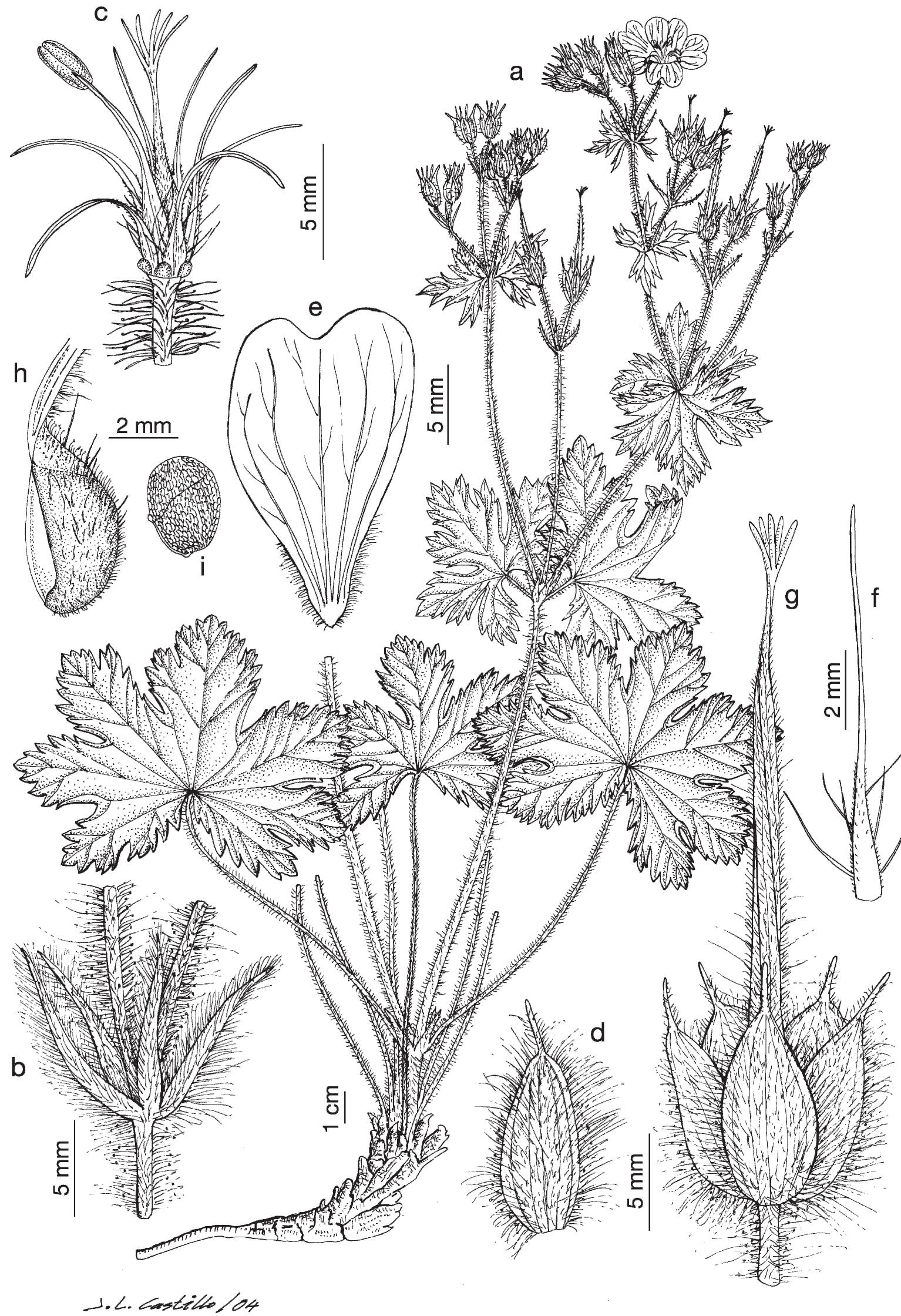 Fic. 19. geranium platypetalum trautv. a. habit; b.