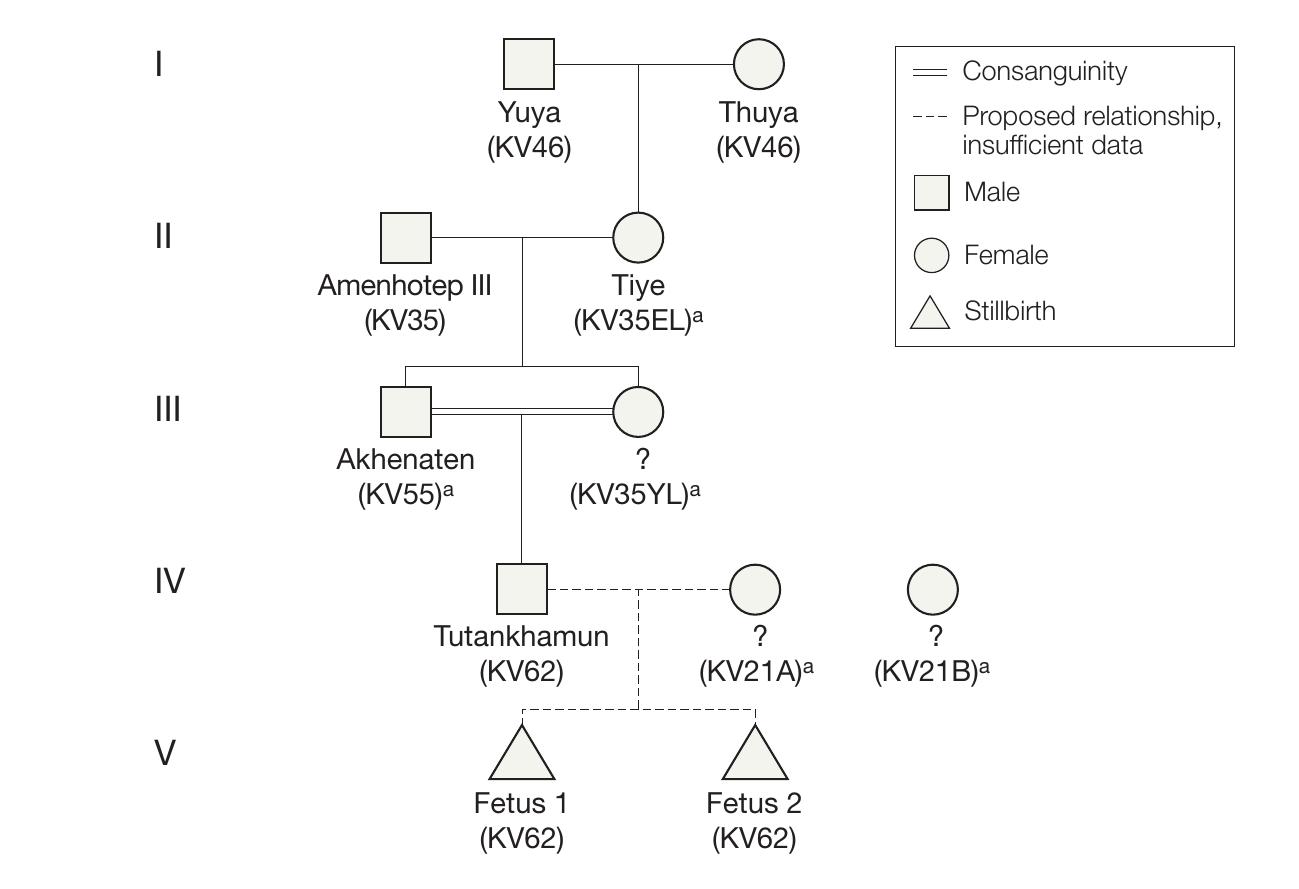 Double line, indicating consanguinity, here represents a