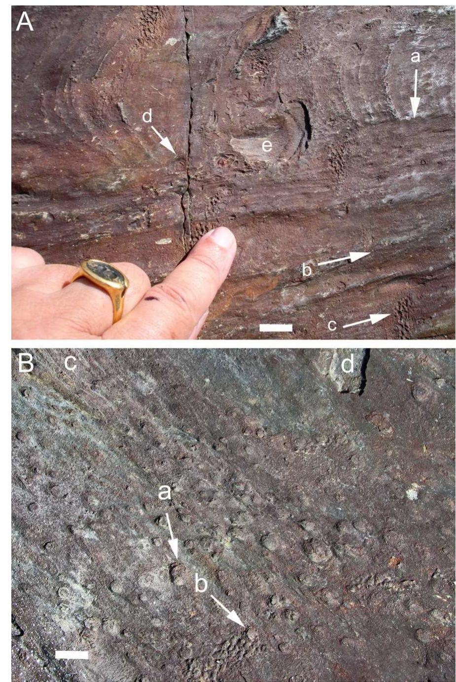 Sedimentary structures visible on the fossil bed at