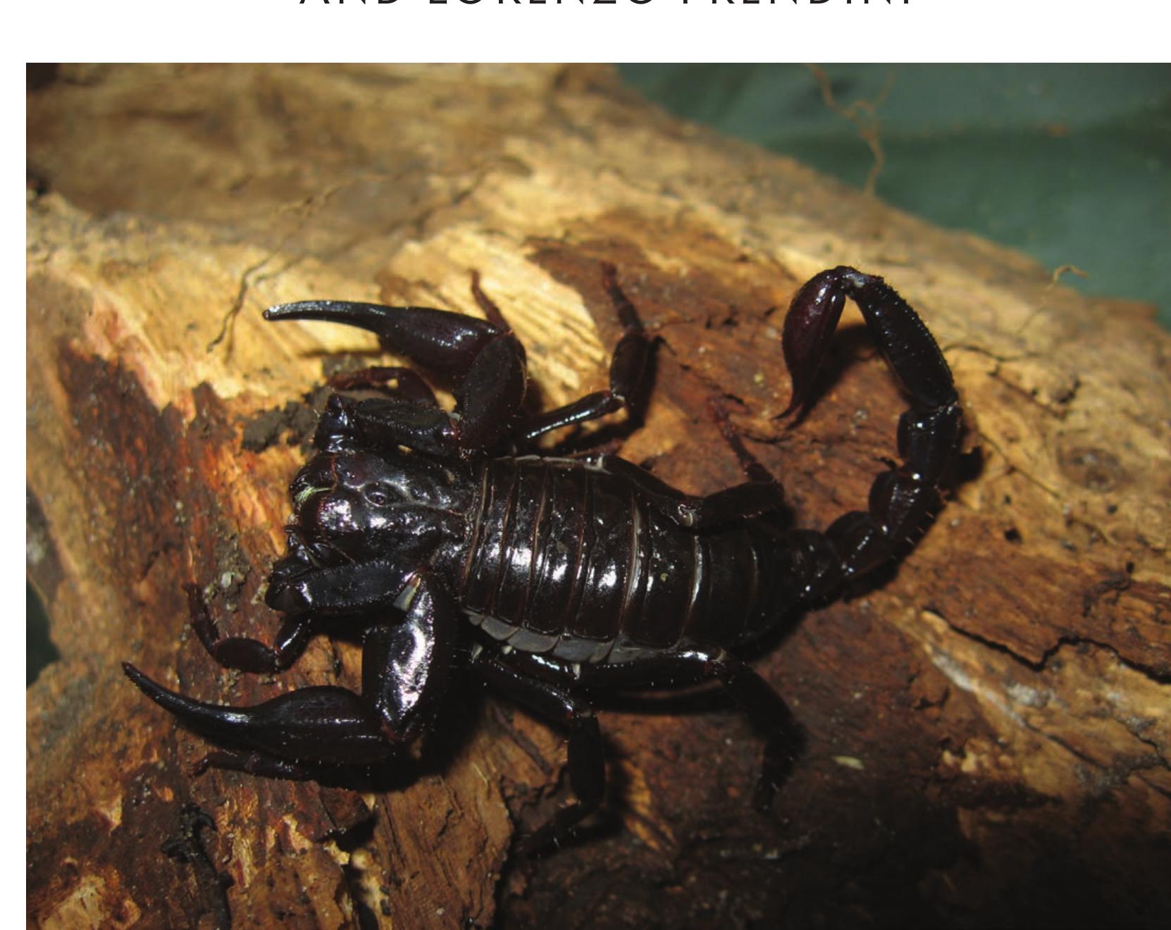 Figure 1 - Systematic revision of the Neotropical scorpion