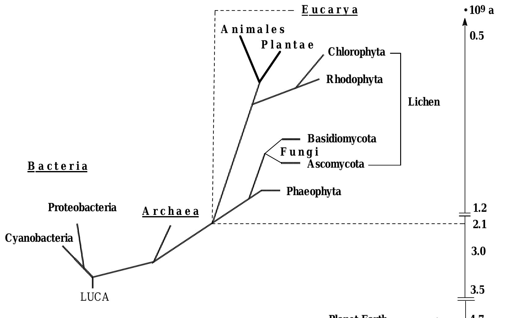Phylogenetic tree. time scale in billion years. luca = last