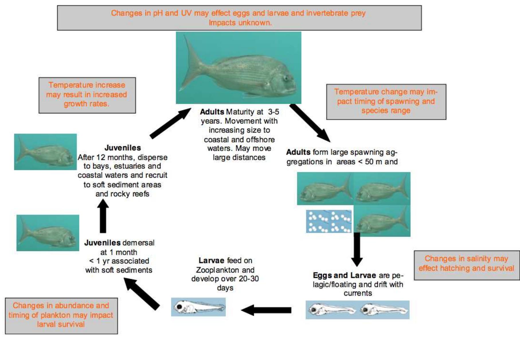 Summary of life cycle of snapper and points of exposure to