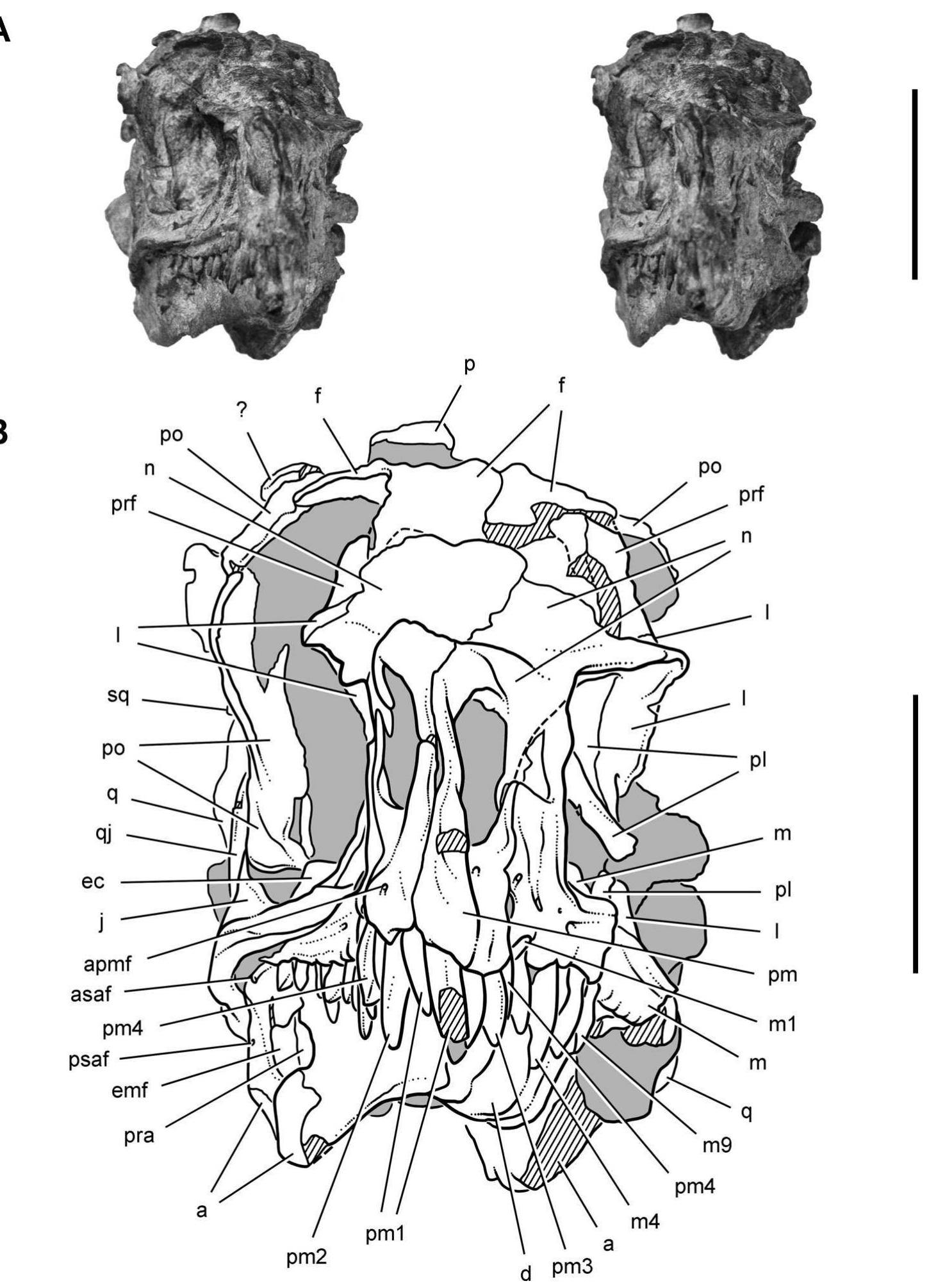 Stereopair (a) and drawing (b) of the skull of eoraptor