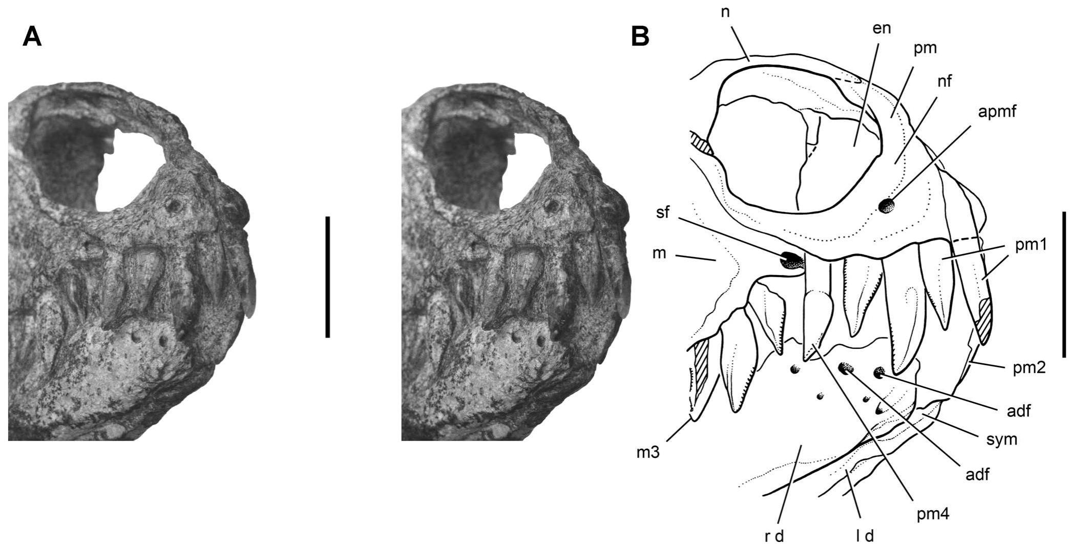 Stereopair (a) and drawing (b) of the anterior end of the