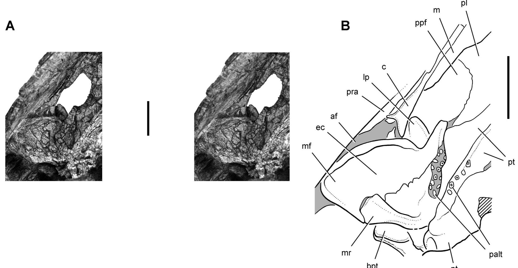 Stereopair (a) and drawing (b) of the posterior palate in