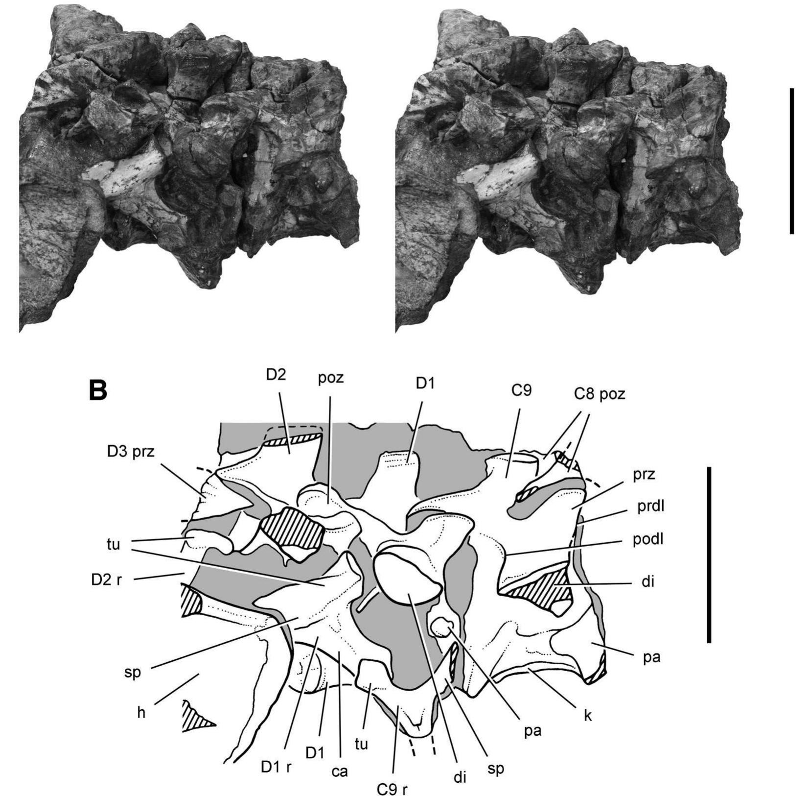 Stereopair (a) and drawing (b) of cervical vertebra 9 and