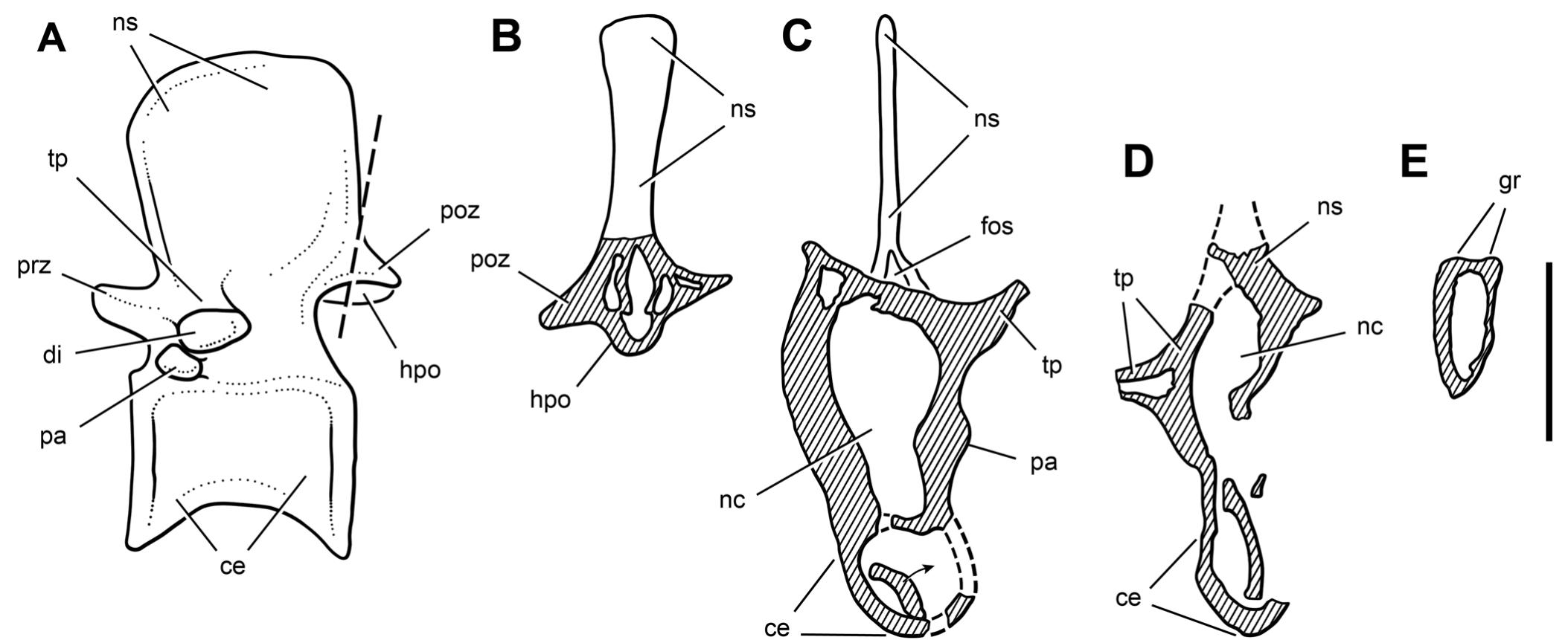 Reconstruction of dorsal vertebra 14 and cross-sections