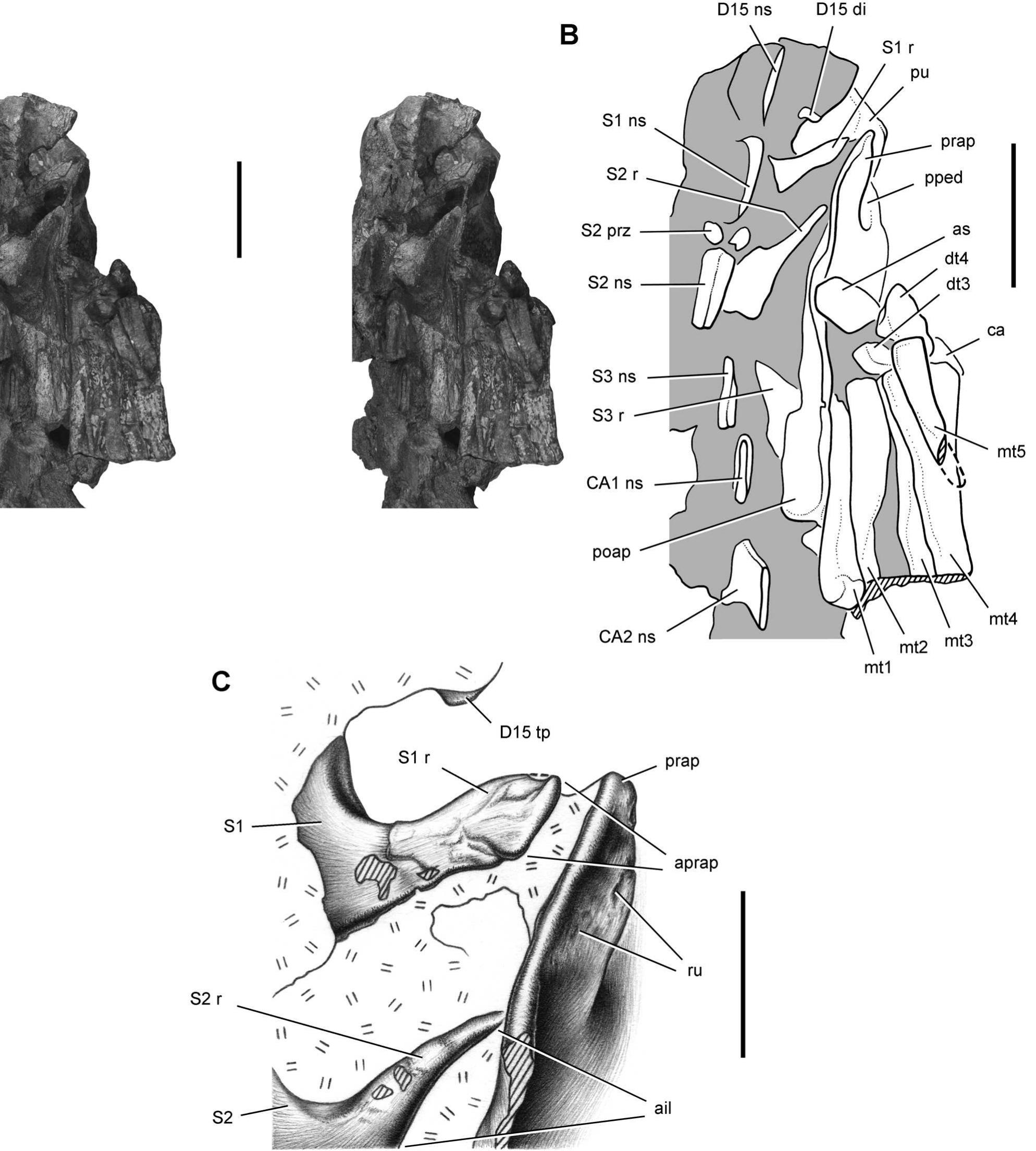 Sigure 53. stereopair (a) and drawing (b) of sacral