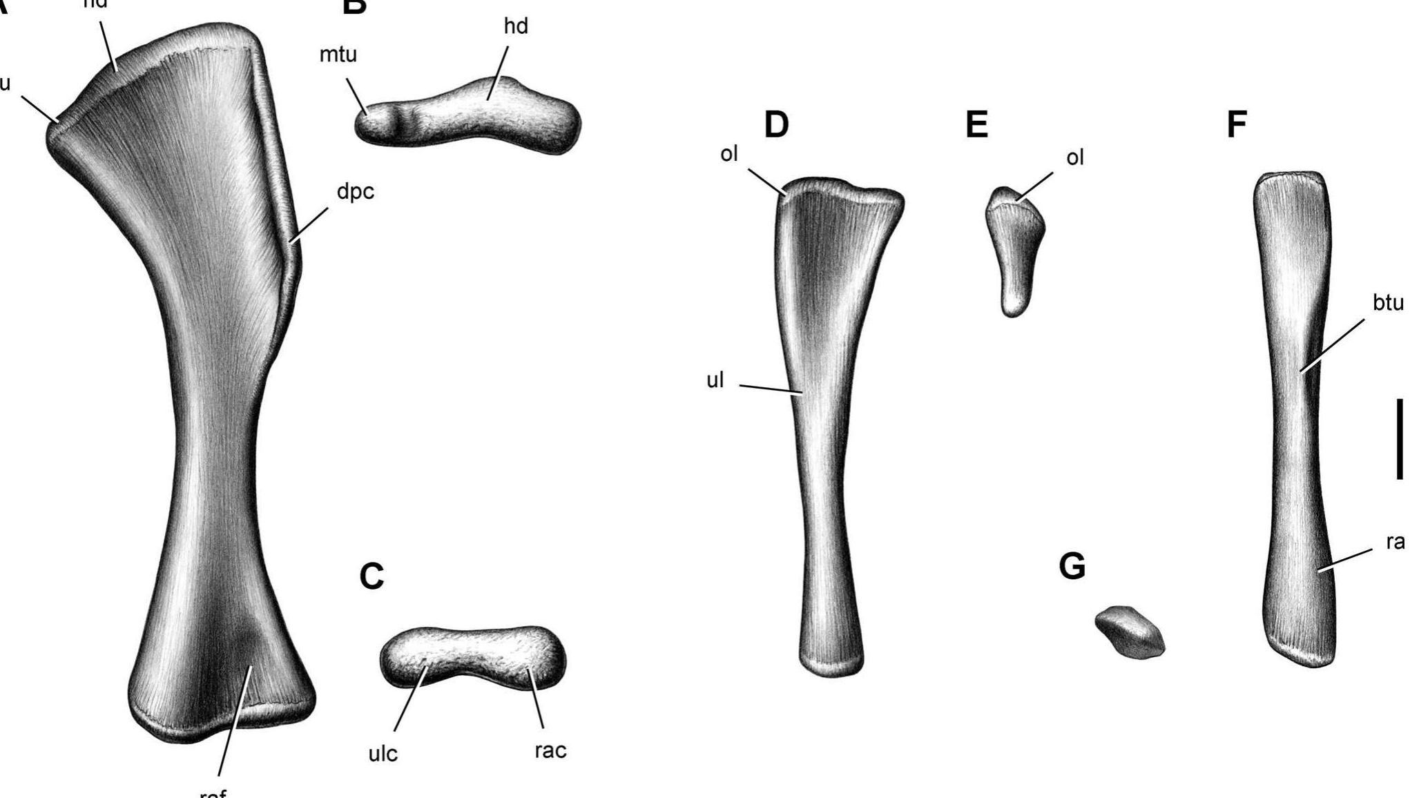 Reconstruction of the left humerus, ulna and radius of