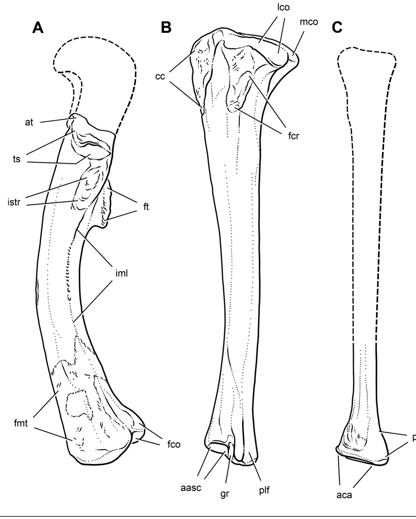 Tuberosity and the medial process (fig. 88h). in dorsal