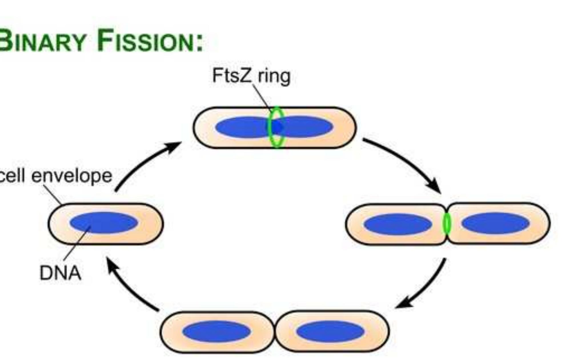 Lost bacteria rely on binary fission for propagation.
