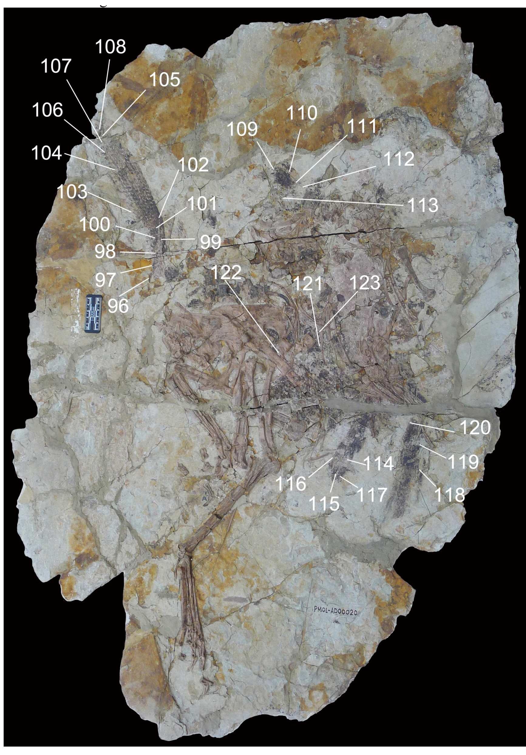 Extended data figure 6 | sampling map of the feathered
