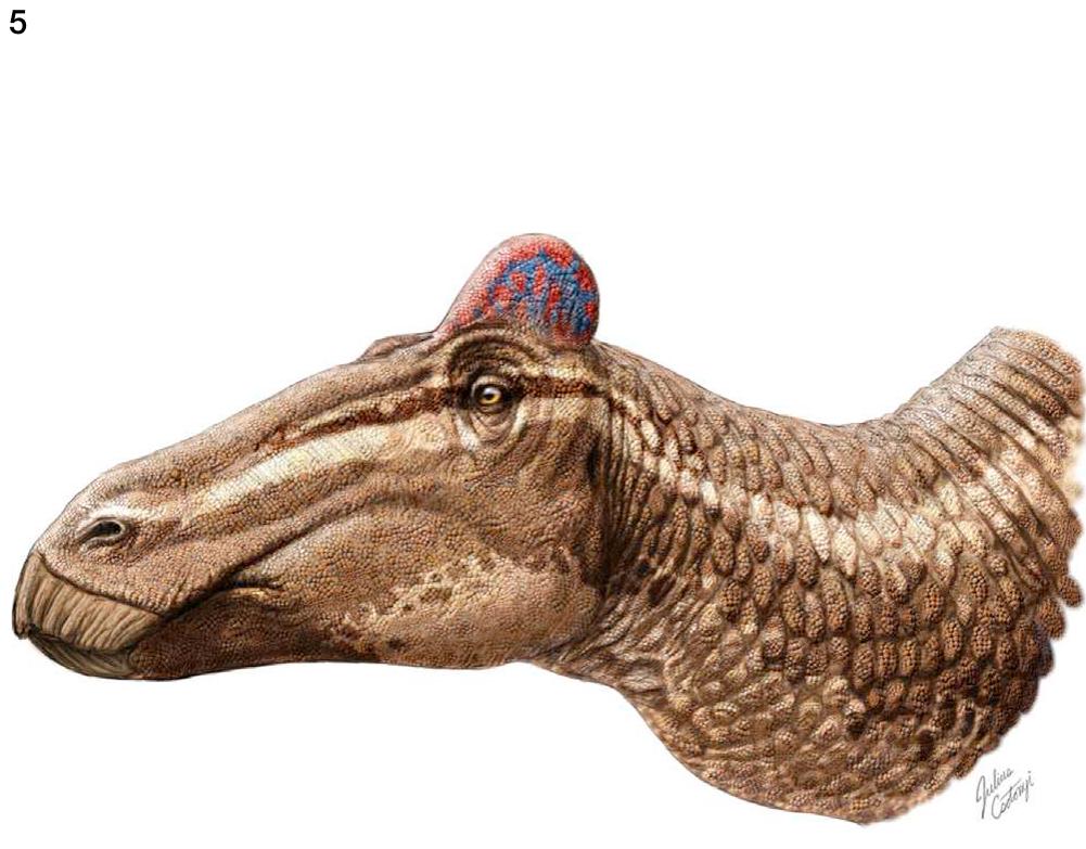 Life reconstruction of edmontosaurus regalis showing the