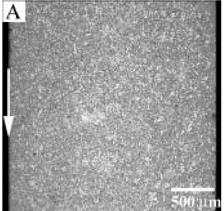 4 optical micrograph of etched microstructure in position a