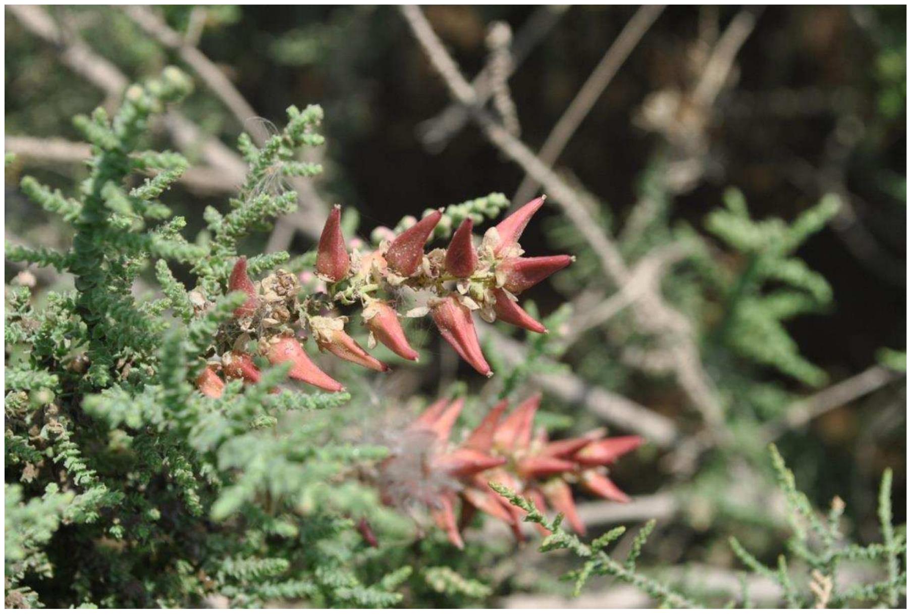 Salvadora oleoides, prosopis cineraria, capparis decidua are