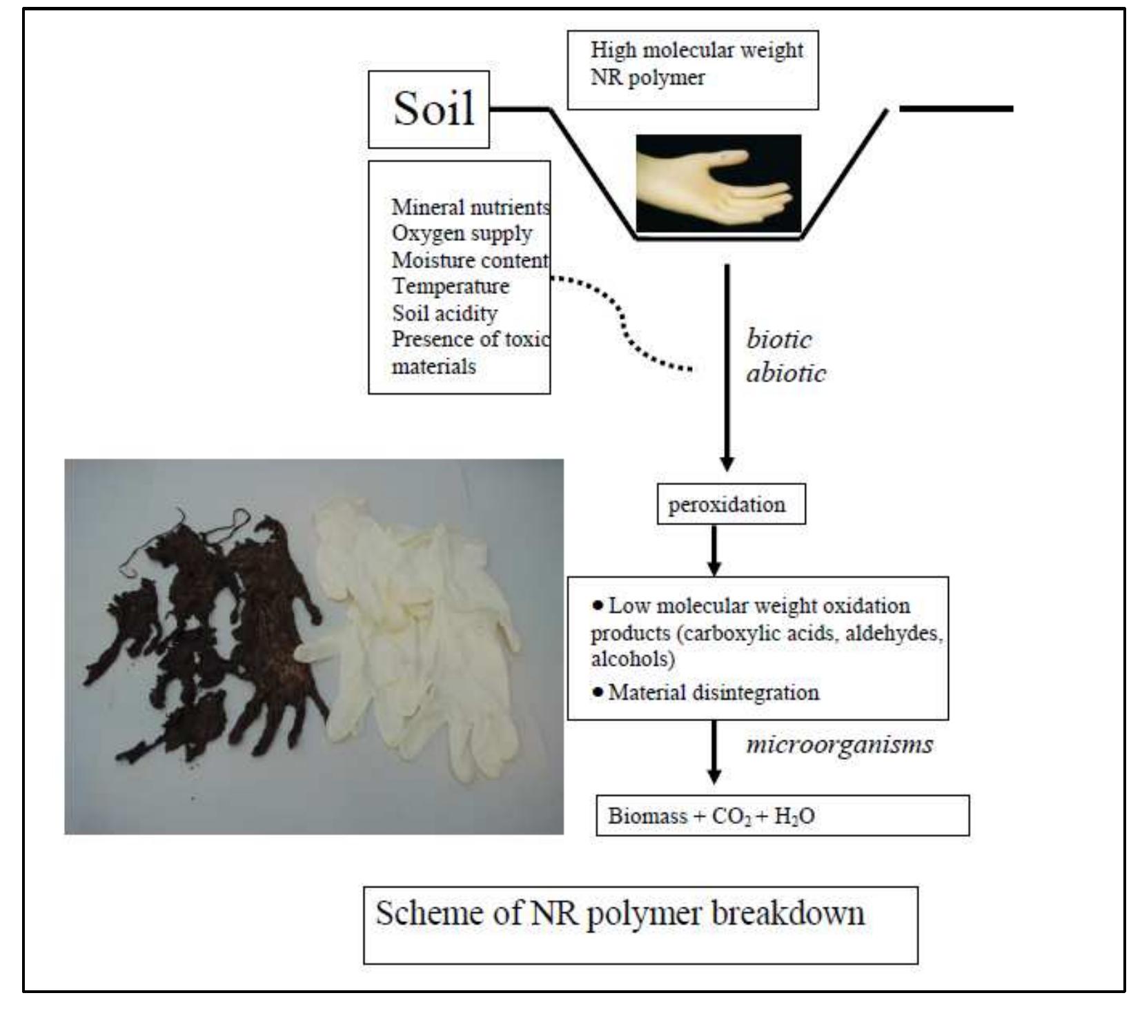Natural rubber mechanism of breakdown, malaysian rubber