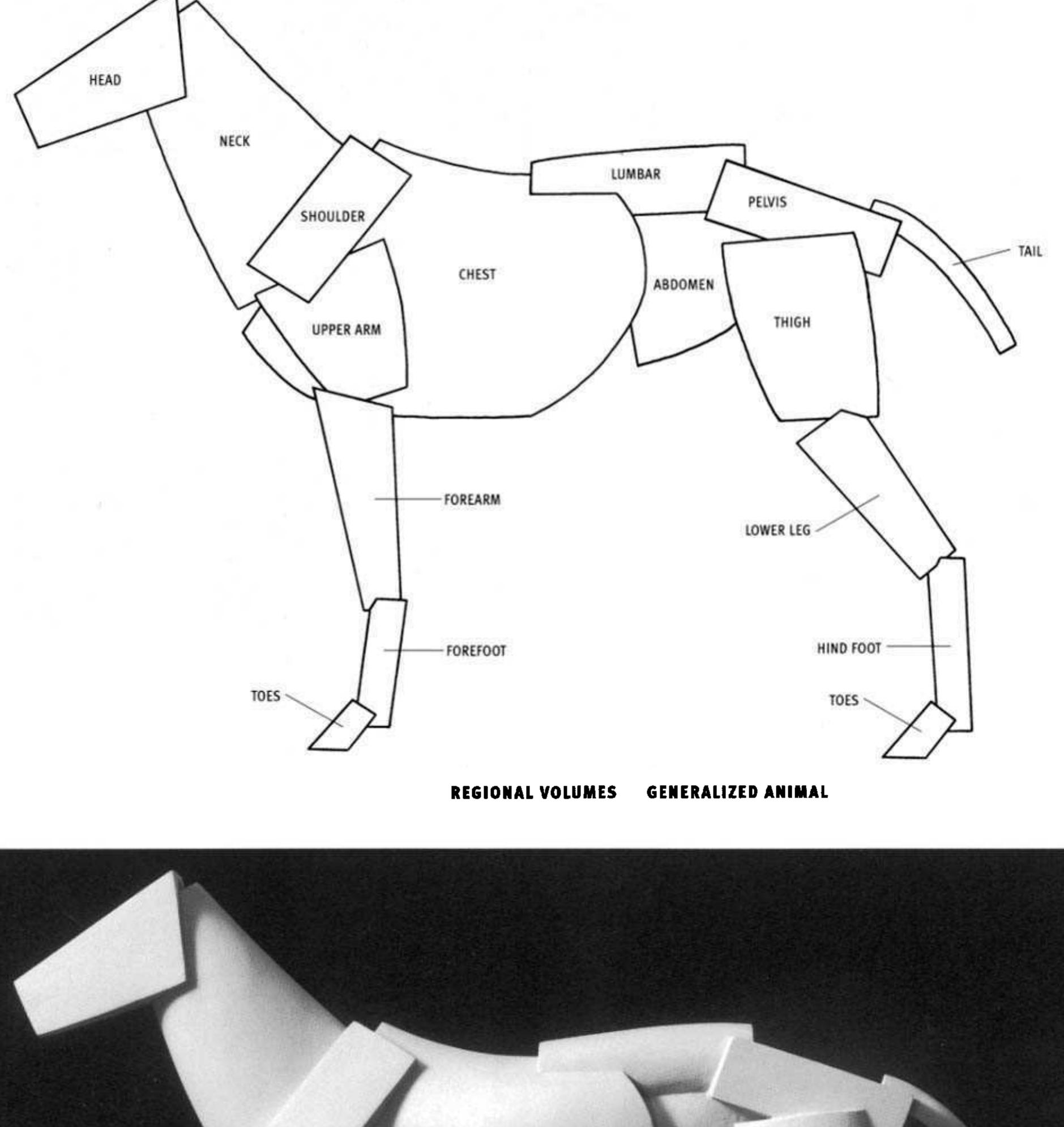 (PDF) ANIMAL ANATOMY FOR ARTISTS
