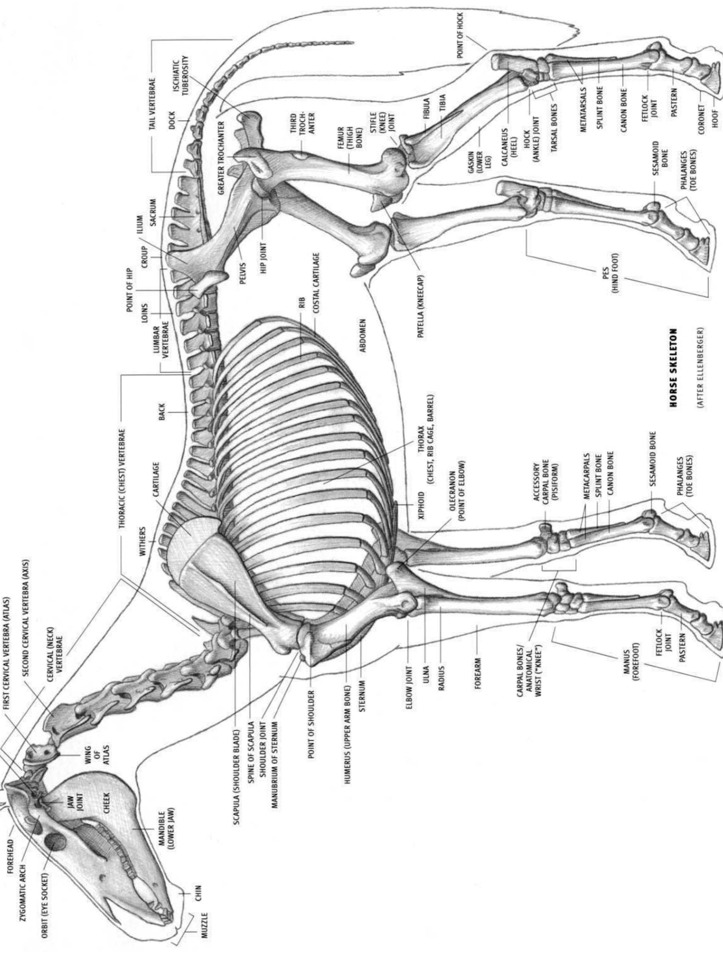 (PDF) ANIMAL ANATOMY FOR ARTISTS