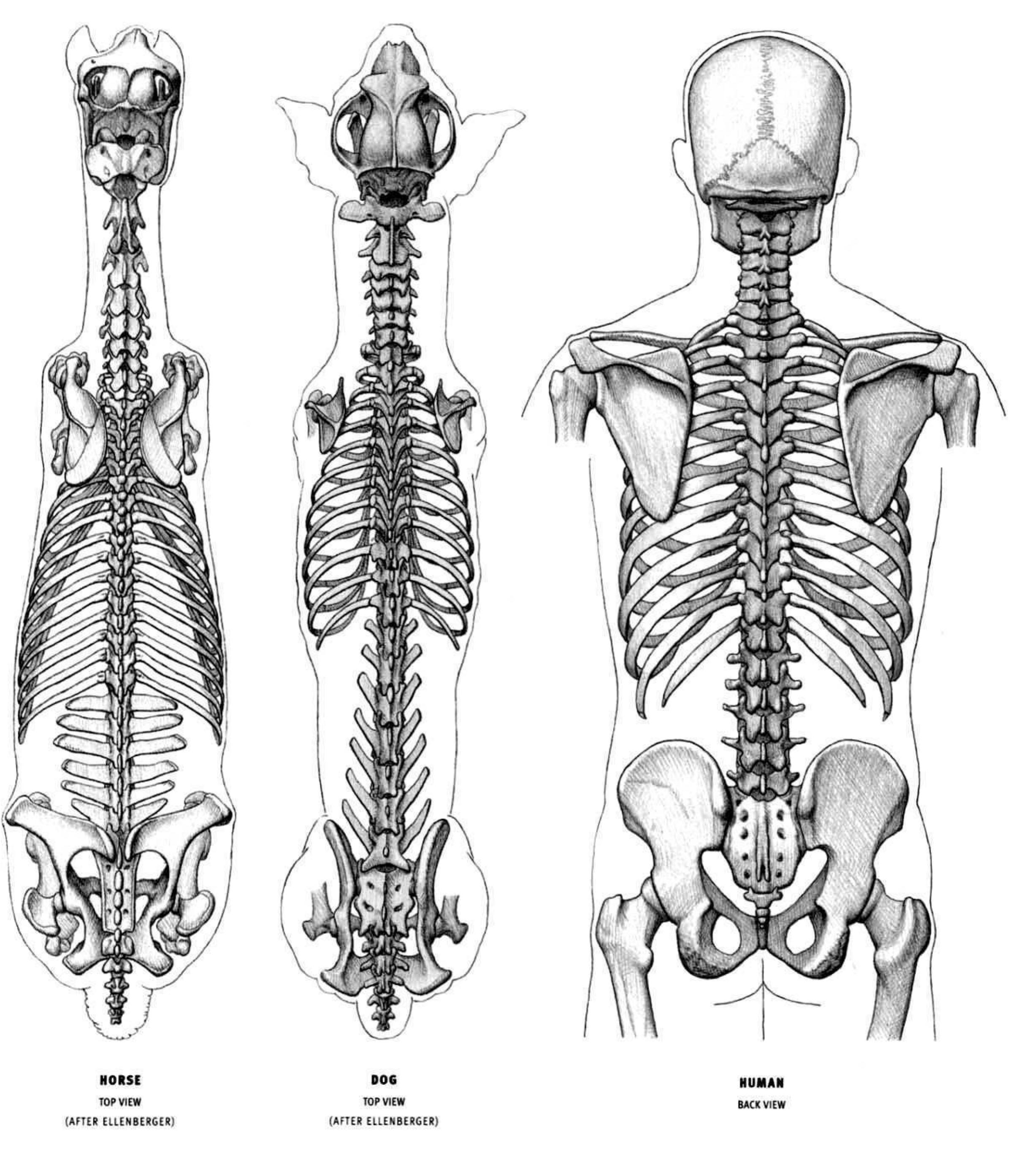 (PDF) ANIMAL ANATOMY FOR ARTISTS
