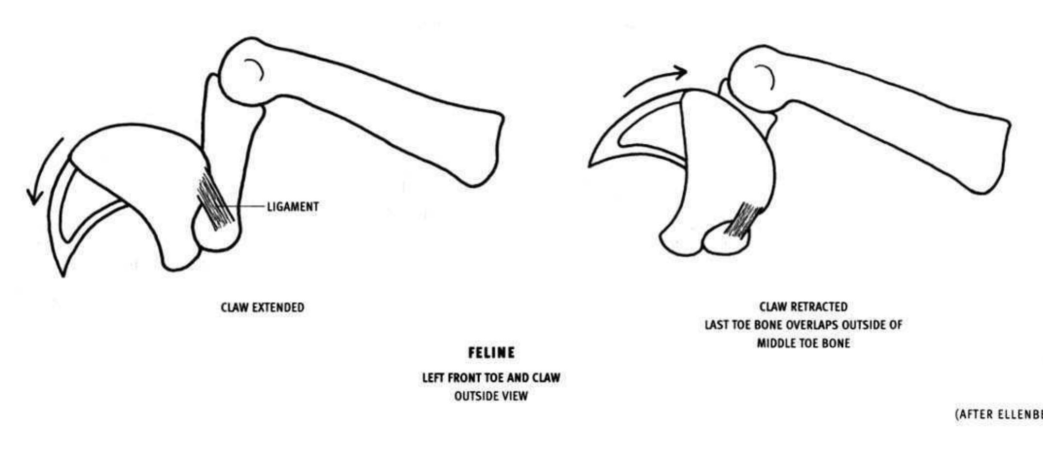 (PDF) ANIMAL ANATOMY FOR ARTISTS