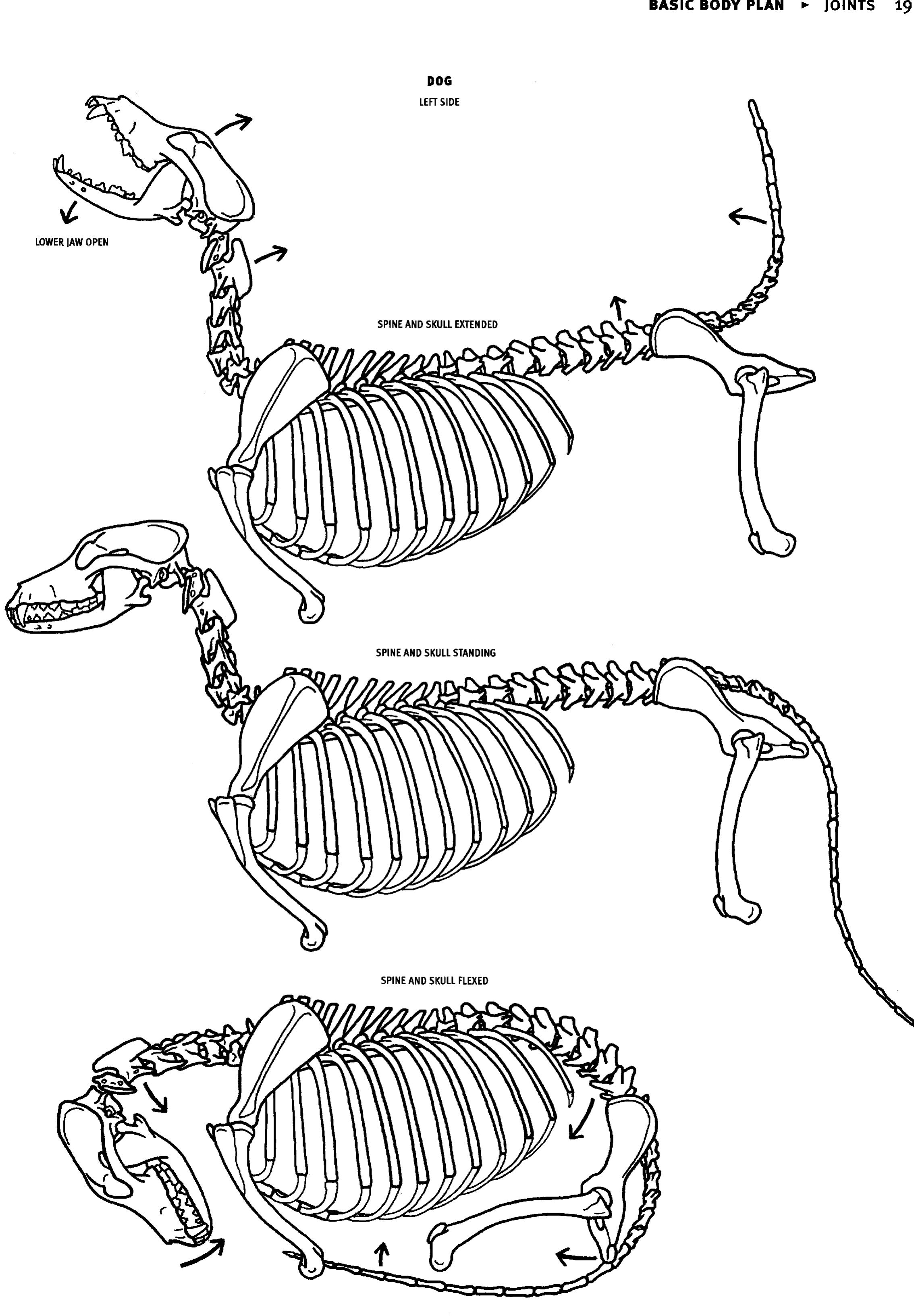(PDF) ANIMAL ANATOMY FOR ARTISTS