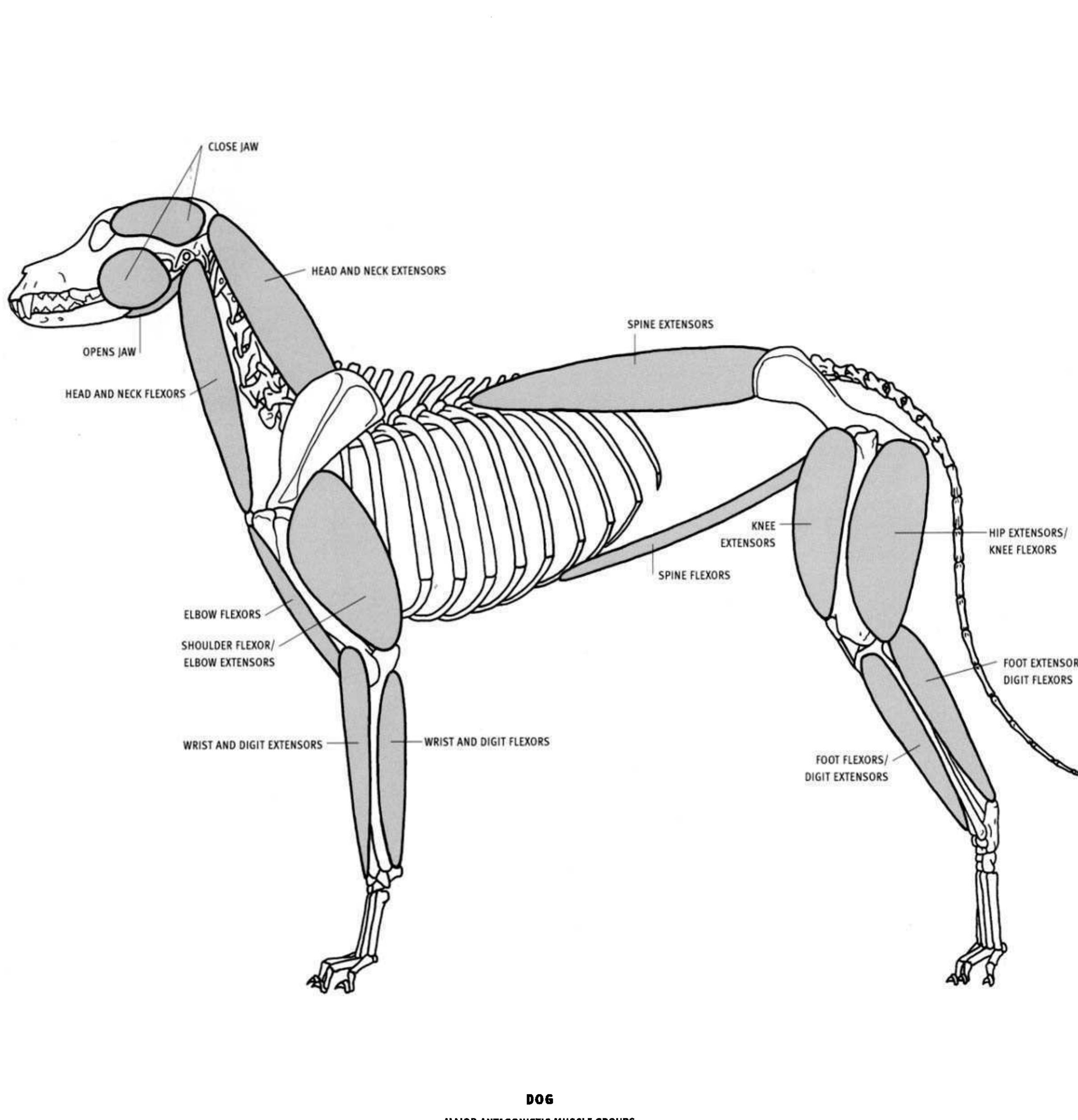 (PDF) ANIMAL ANATOMY FOR ARTISTS