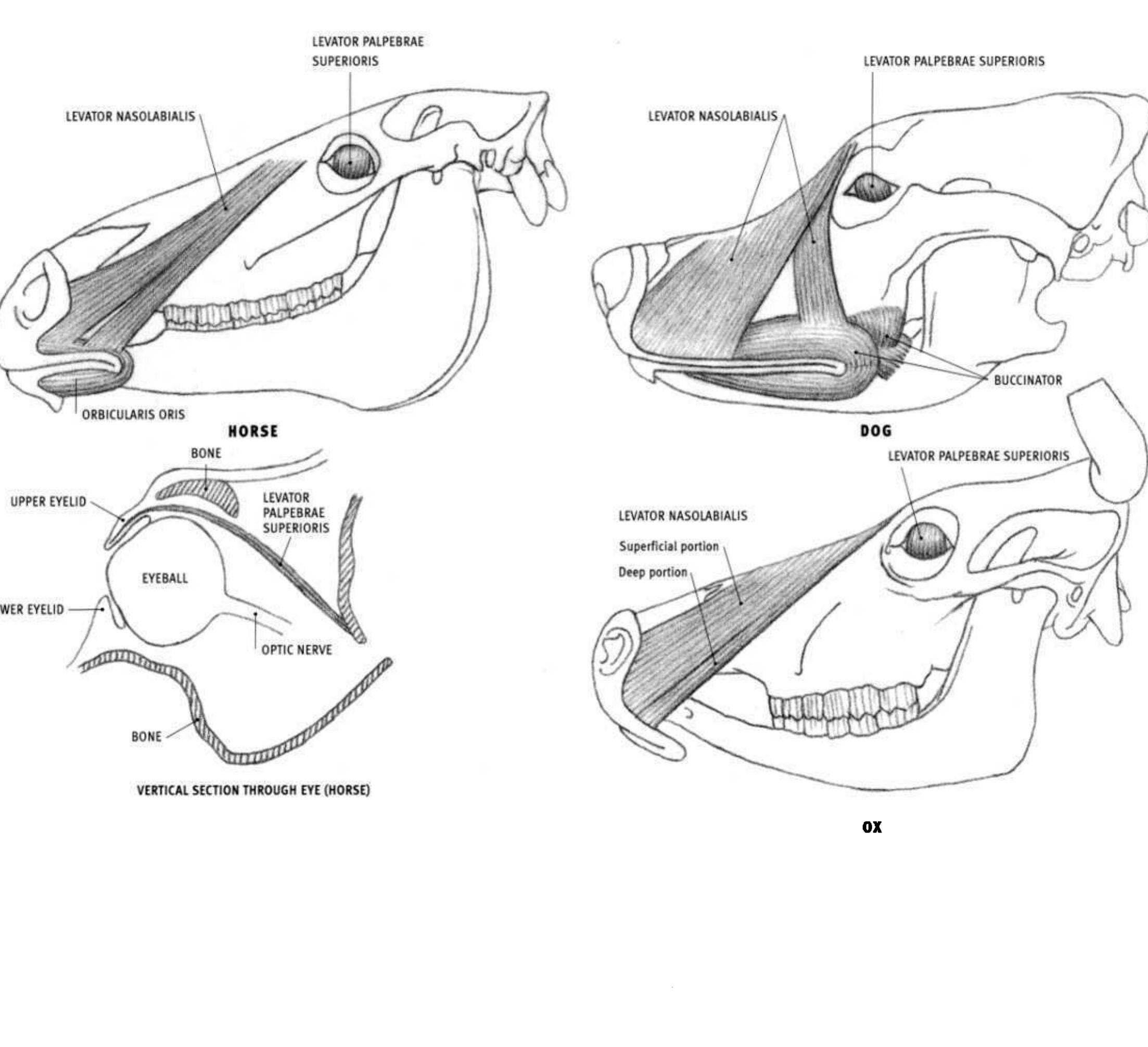 (PDF) ANIMAL ANATOMY FOR ARTISTS