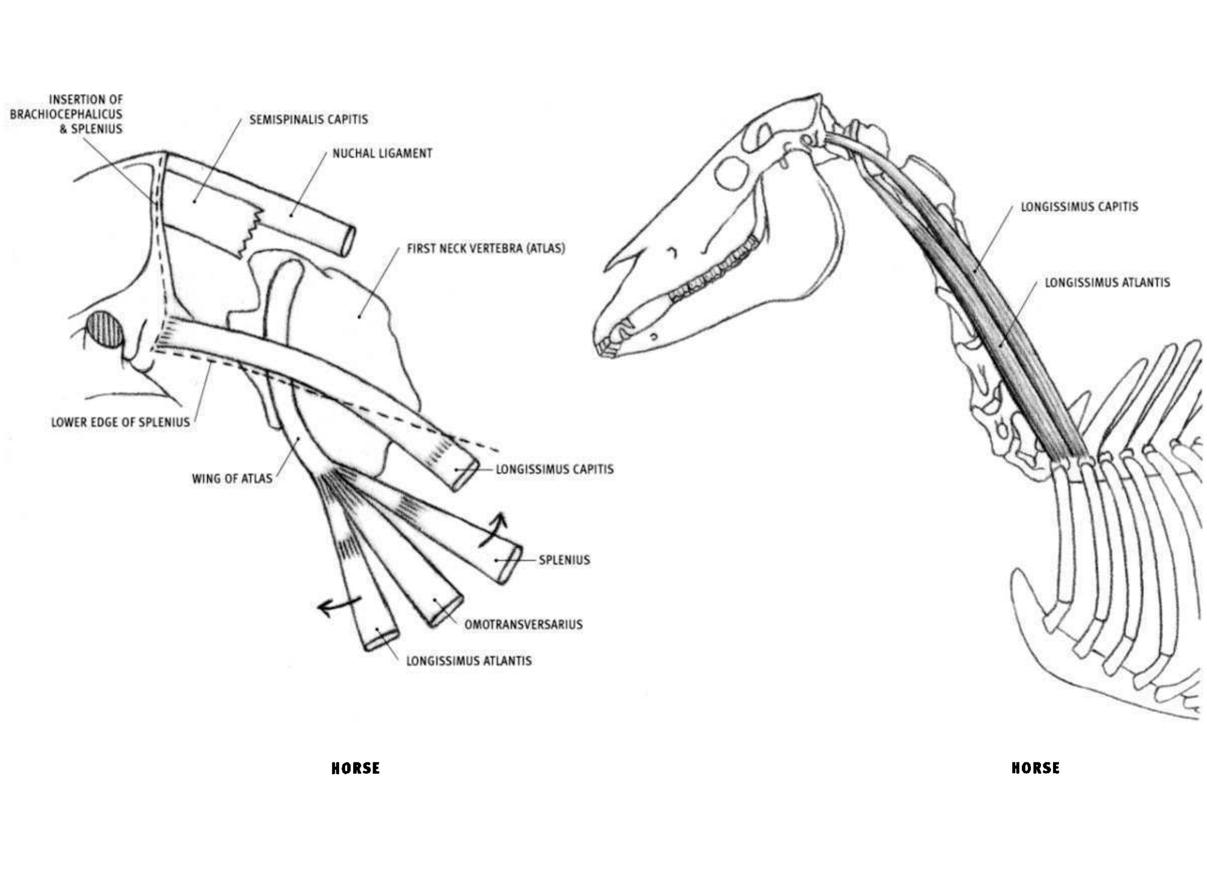 Figure 54 - ANIMAL ANATOMY FOR ARTISTS