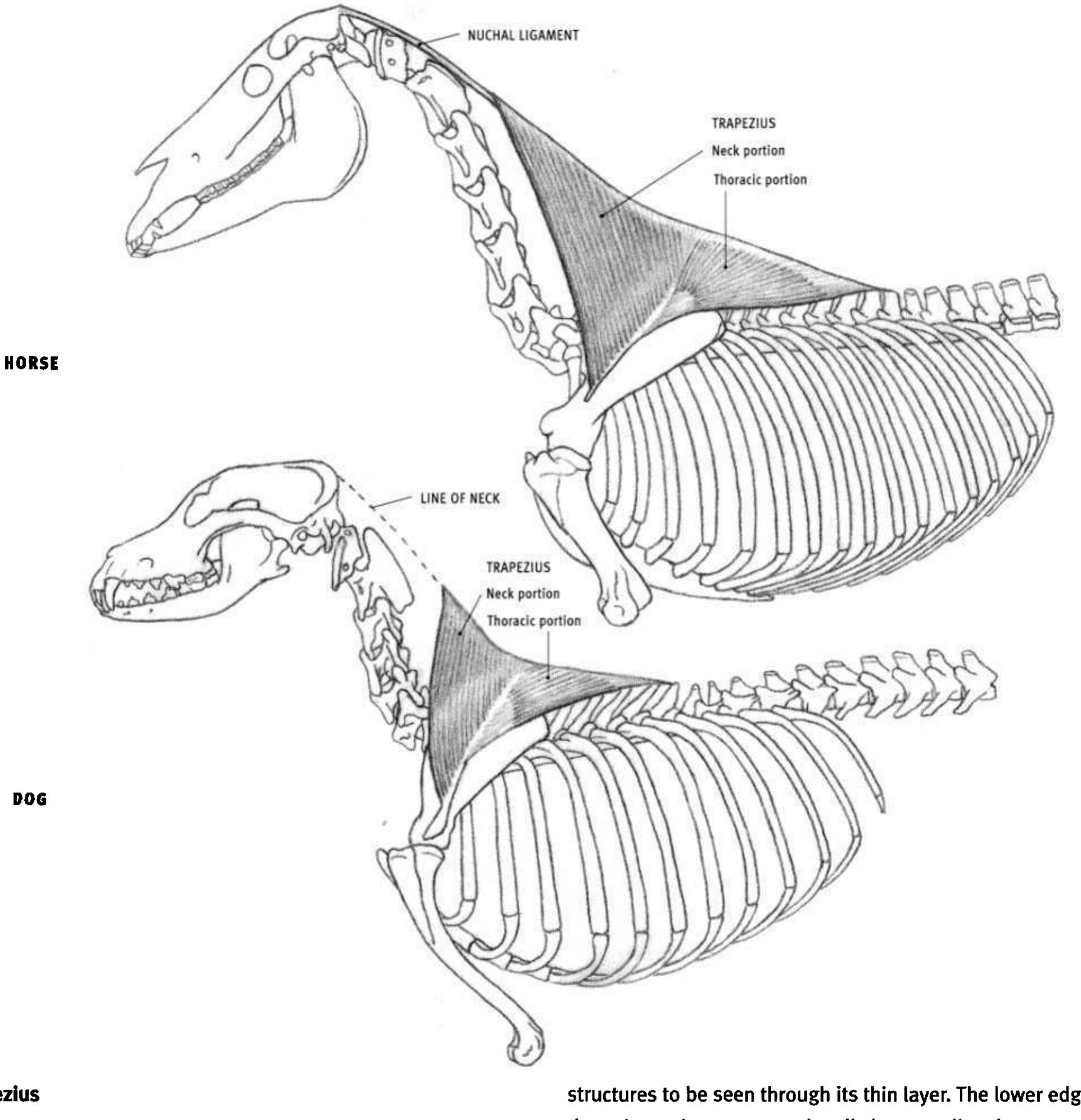 * origin: single, continuous line of origin on the midline